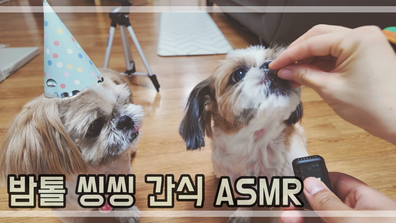 밤톨 씽씽이 간식 먹는 소리 들어 보실래요? Would you like to hear me eating a snack? # ...