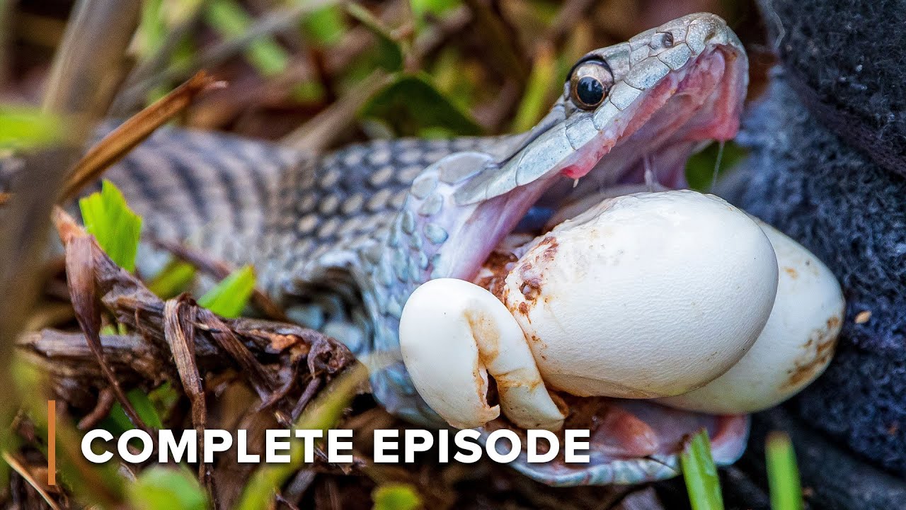 These snakes will kill you! | Extreme Snakes 101+102 - YouTube