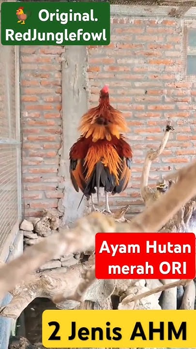 2 JENIS AYAM HUTAN MERAH PALING DIMINATI PECINTA AYAM HUTAN ORI - YouTube