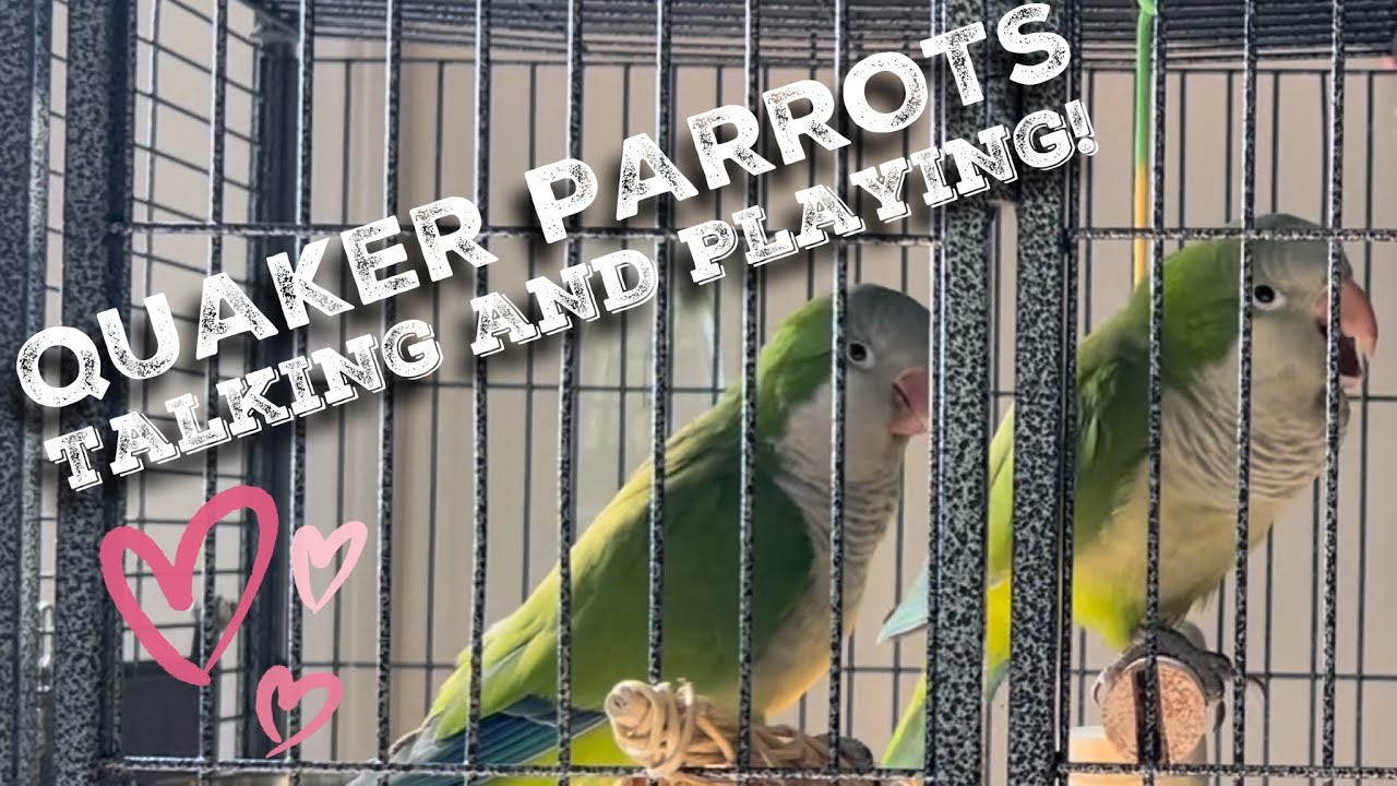 Quaker Parrots Talking, Singing and Playing - YouTube