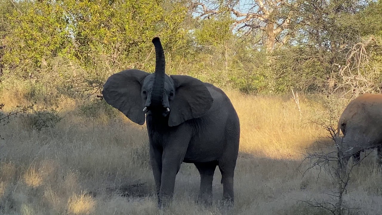 Trevor shouts at elephant trying to push tree over at house - YouTube