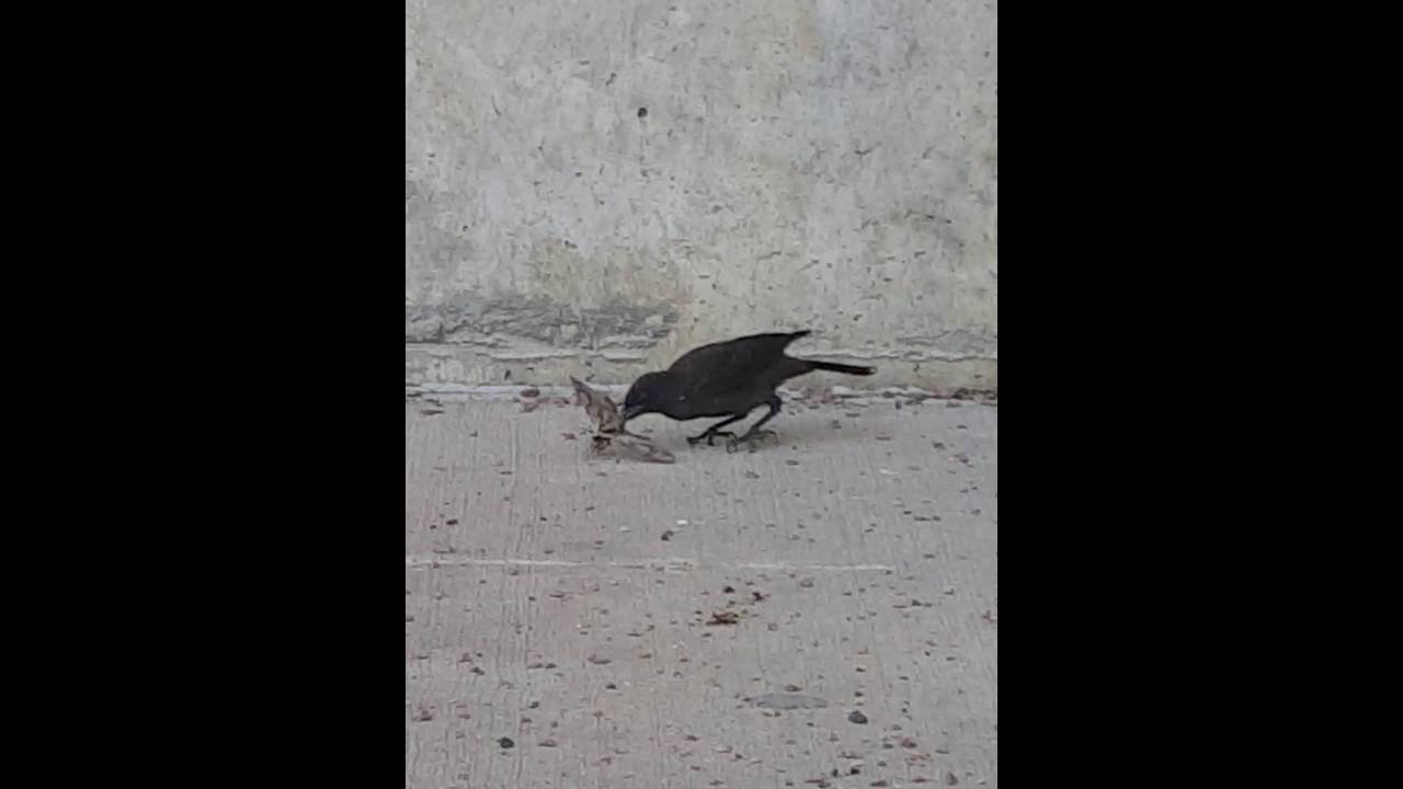 Bird eating moth - YouTube