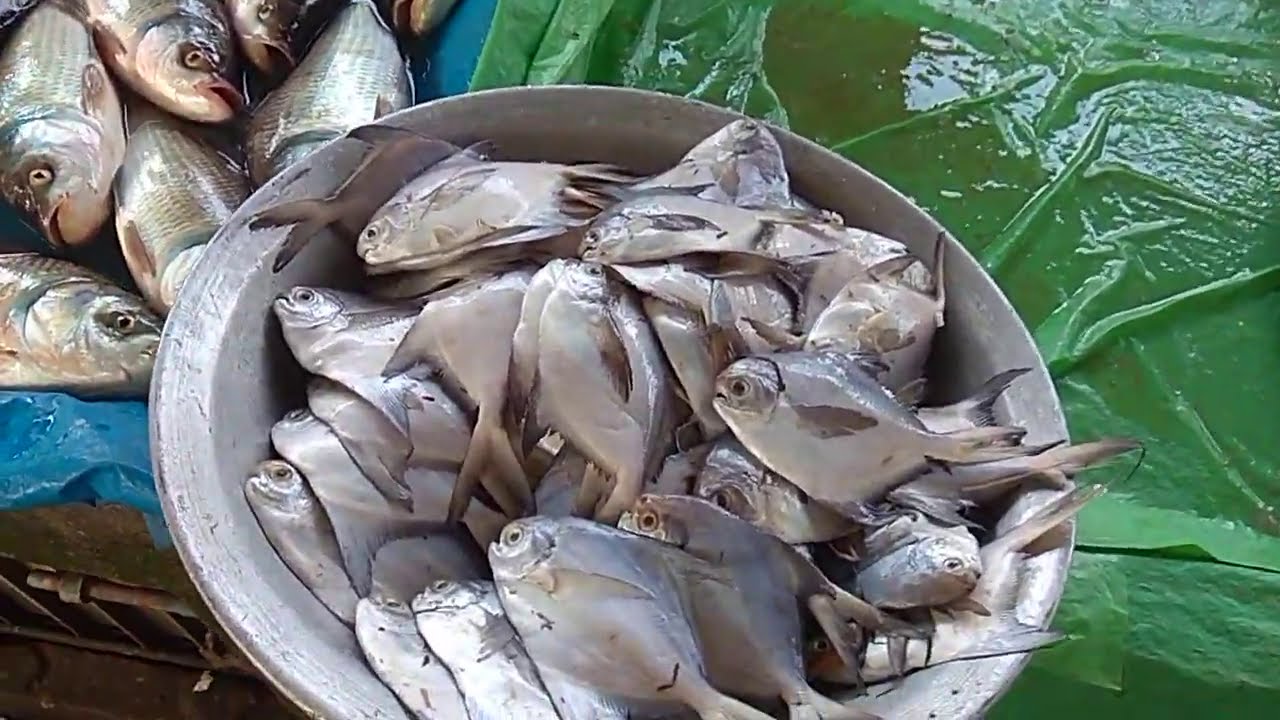 Siliguri Jaleswari Bazar a Taja Macher Bhander - YouTube