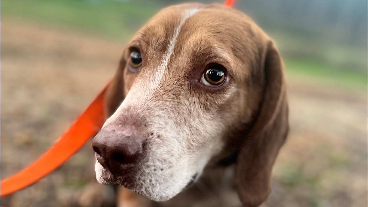 Short leg beagles smoking rabbits - YouTube