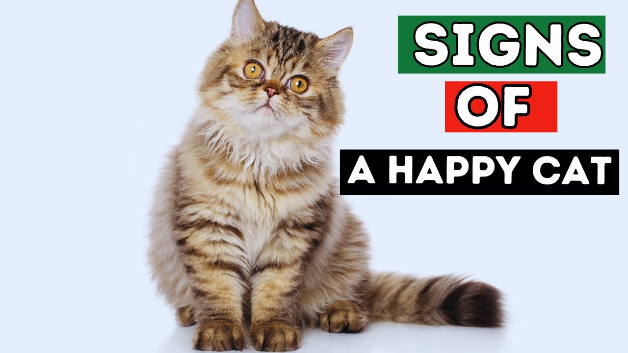 10 SIGNS Your CAT’s Behavior Reveals Their Mood! 😸 - YouTube