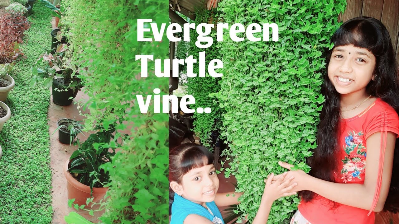 Evergreen Turtle vine..care,feature&propagation... - YouTube