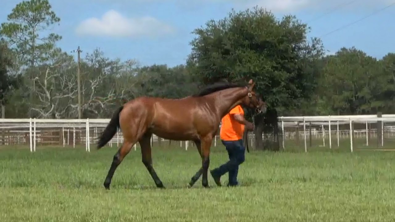 Hip #19--20 Ms Marigold 21 La Sale - YouTube