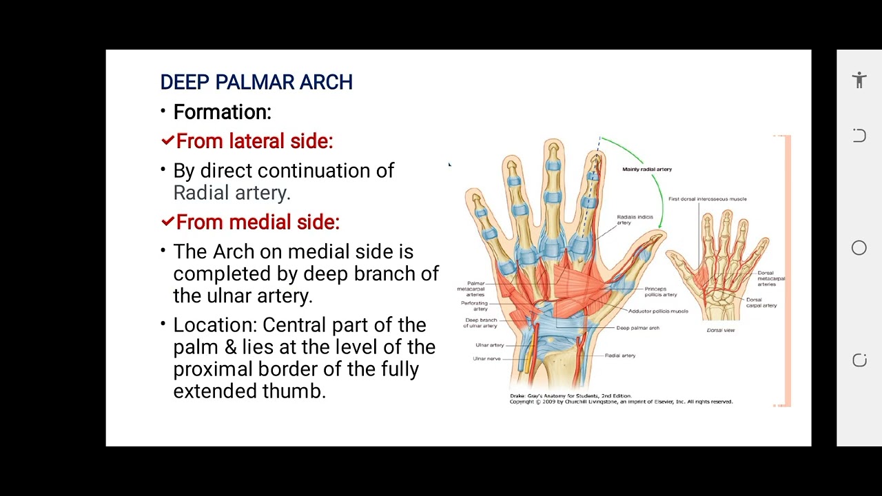 Arterial Arches of the Hand - YouTube