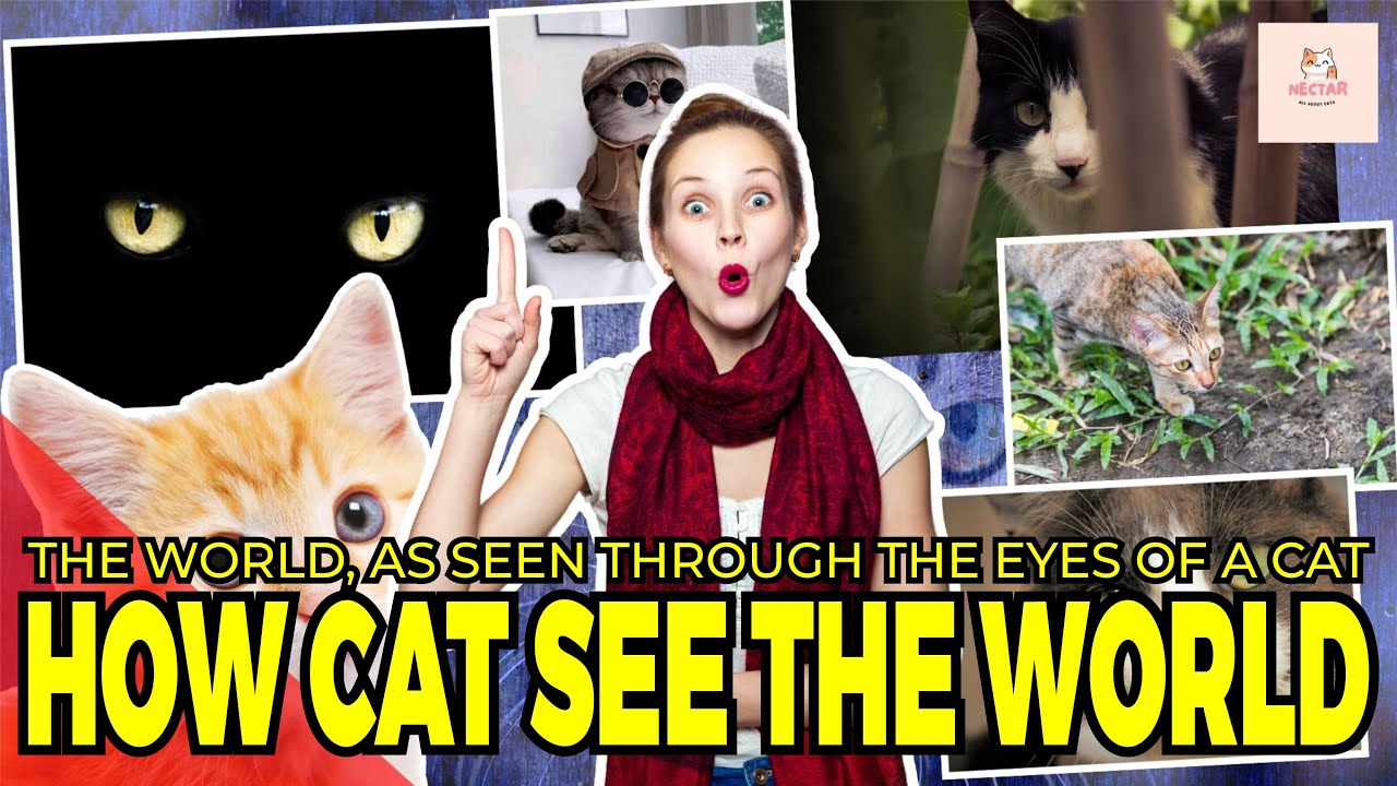 The World, As Seen Through The Eyes Of A Cat - How Cat See The World 😎 ...
