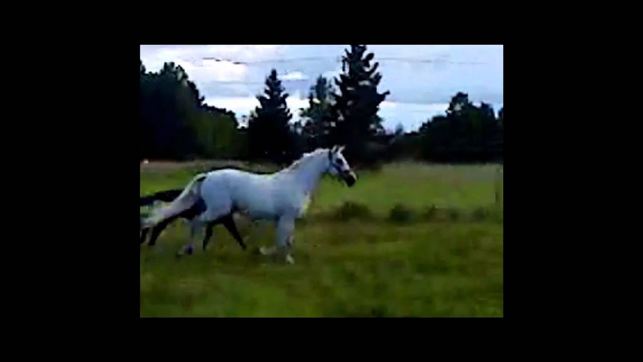 Angelus Spinning Sparrow For Sale - YouTube