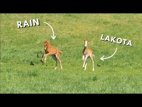 Baby Horses Playing In The Field