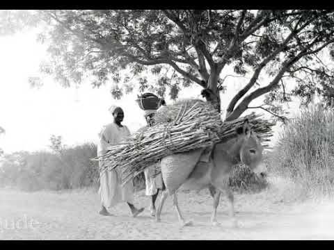 Illon Kalgo - Sarkin Daura