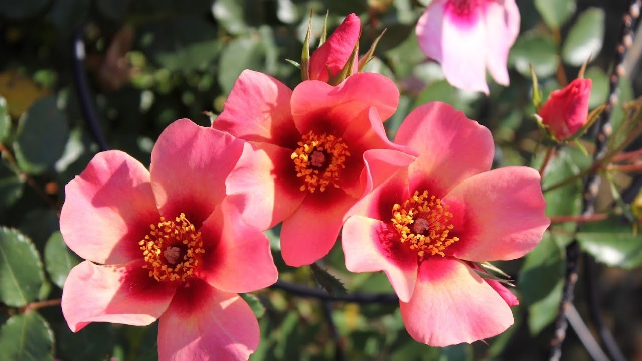 How we plant a Rose bush - its all about the roots! - YouTube