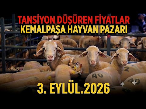 Bursa Kemalpaşa Hayvan Pazarında Çok Uygun Fiyatlar Satış Bol 3.EYLÜL.2026