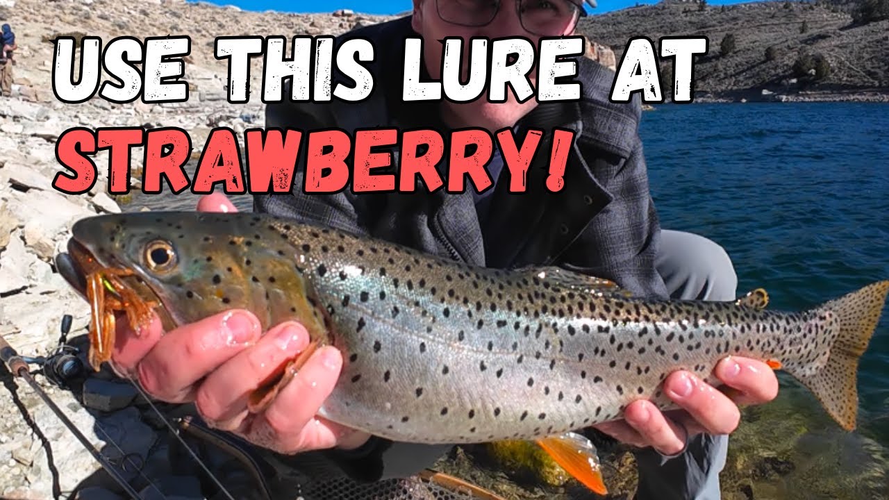 Fishing Strawberry Reservoir: BIG TROUT FROM SHORE - YouTube