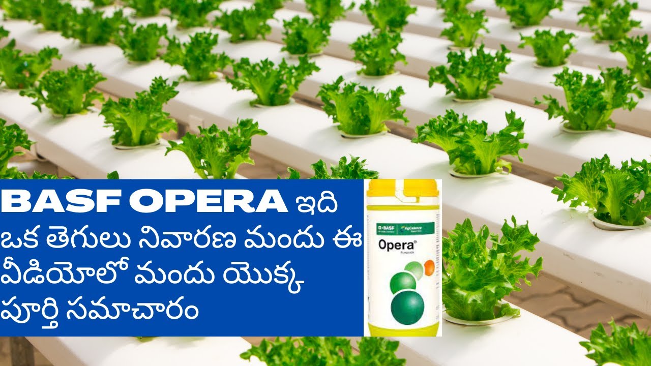 BASF Opera Fungicide in telugu - YouTube