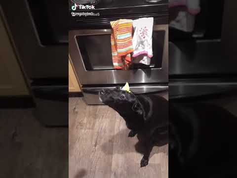 butter dog | Butterdog | Know Your Meme