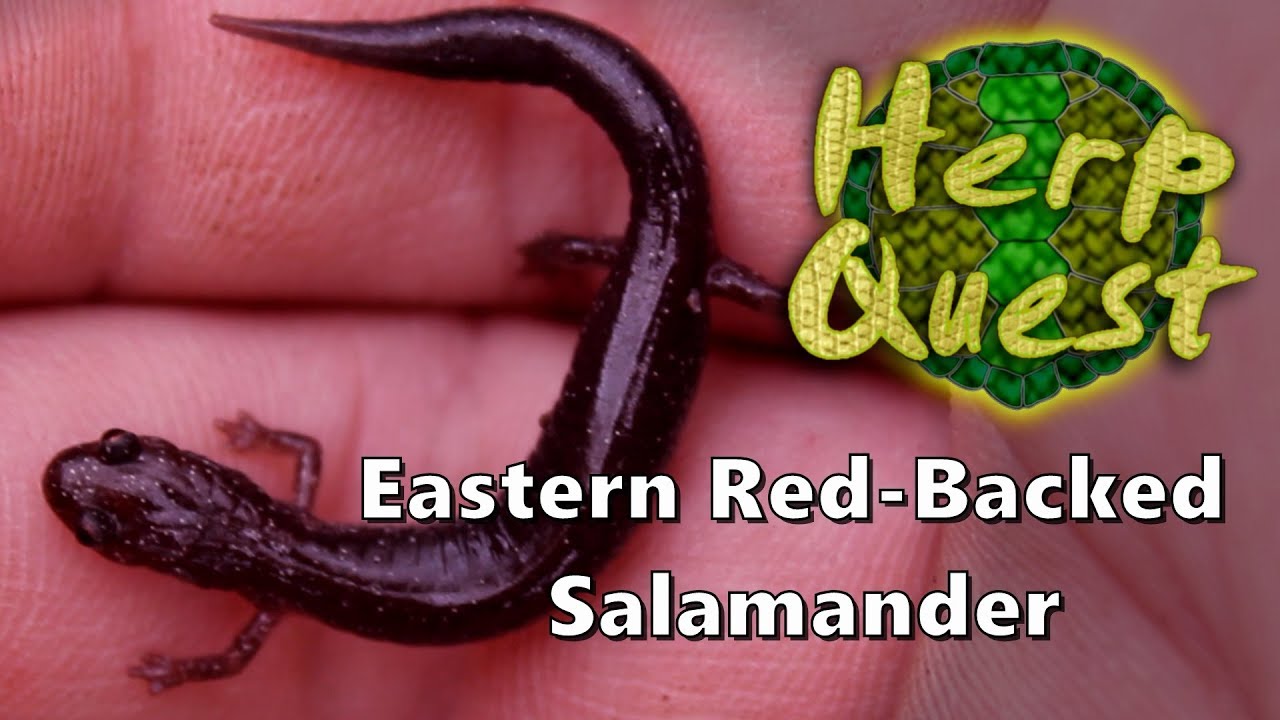 Eastern Red Backed Salamander - Herp Quest #3 (Herpetology Education ...
