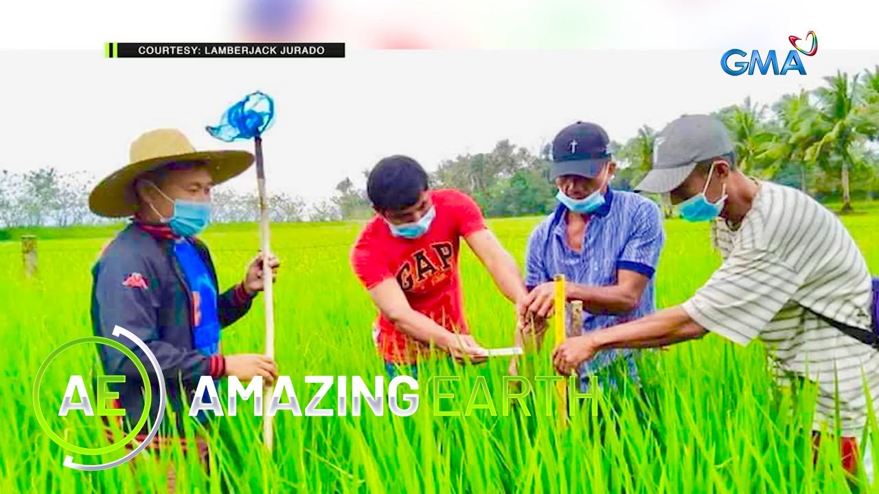 Amazing Earth: From OFW worker to farm school owner! - YouTube
