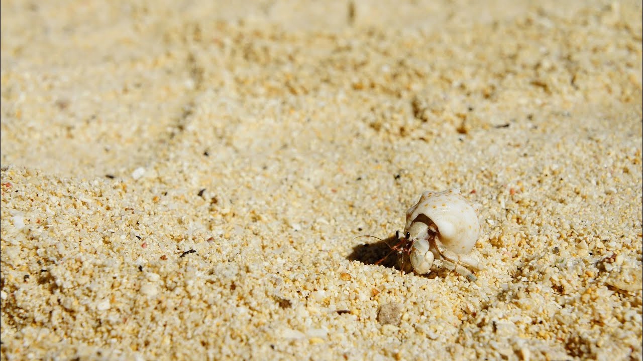 🐚 Outgrowing the Shell of the Prior Timeline and Moving to a New Shell ...