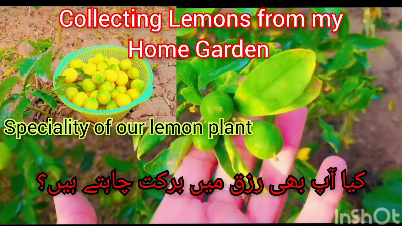 My Home Garden || Fatima Gondal Vlogs || Collecting lemons from my home ...