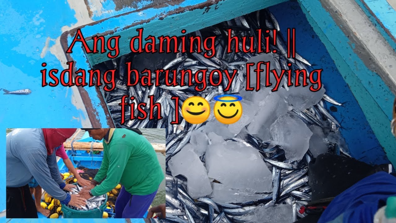 Ang daming huli! Isdang barungoy[flying fish] - YouTube