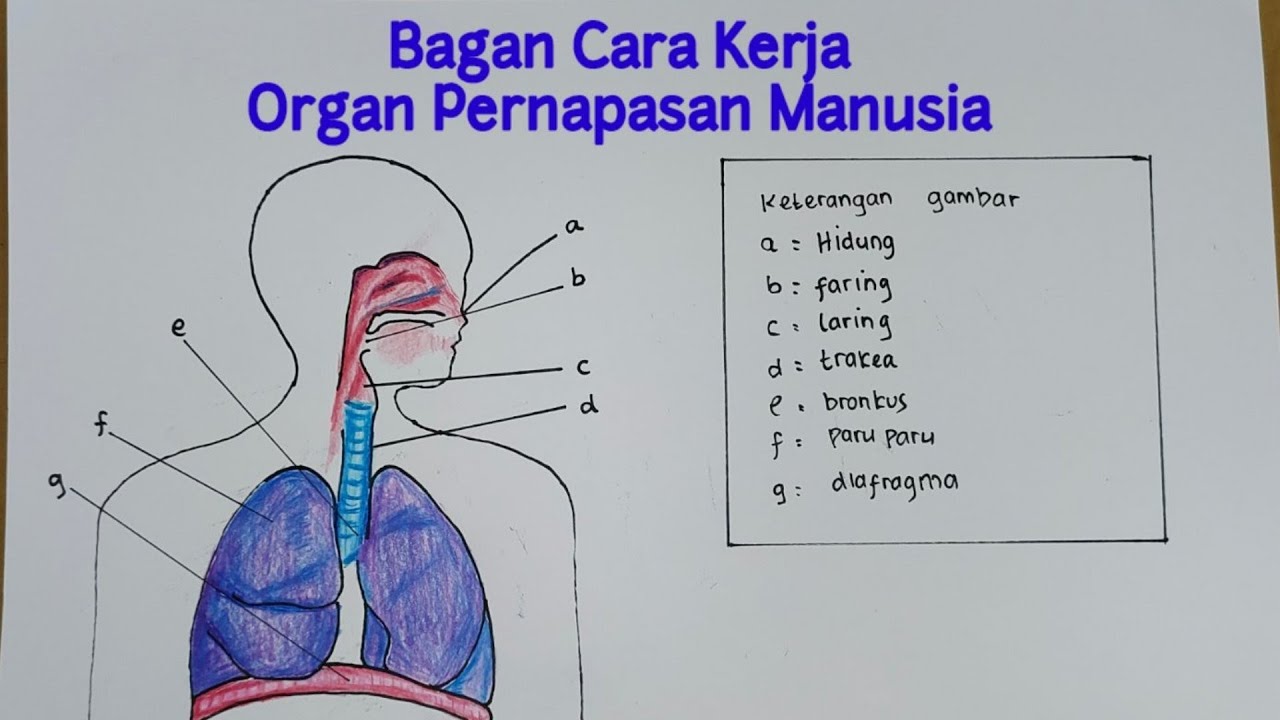 Membuat Bagan Cara Kerja organ Pernapasan Manusia - YouTube
