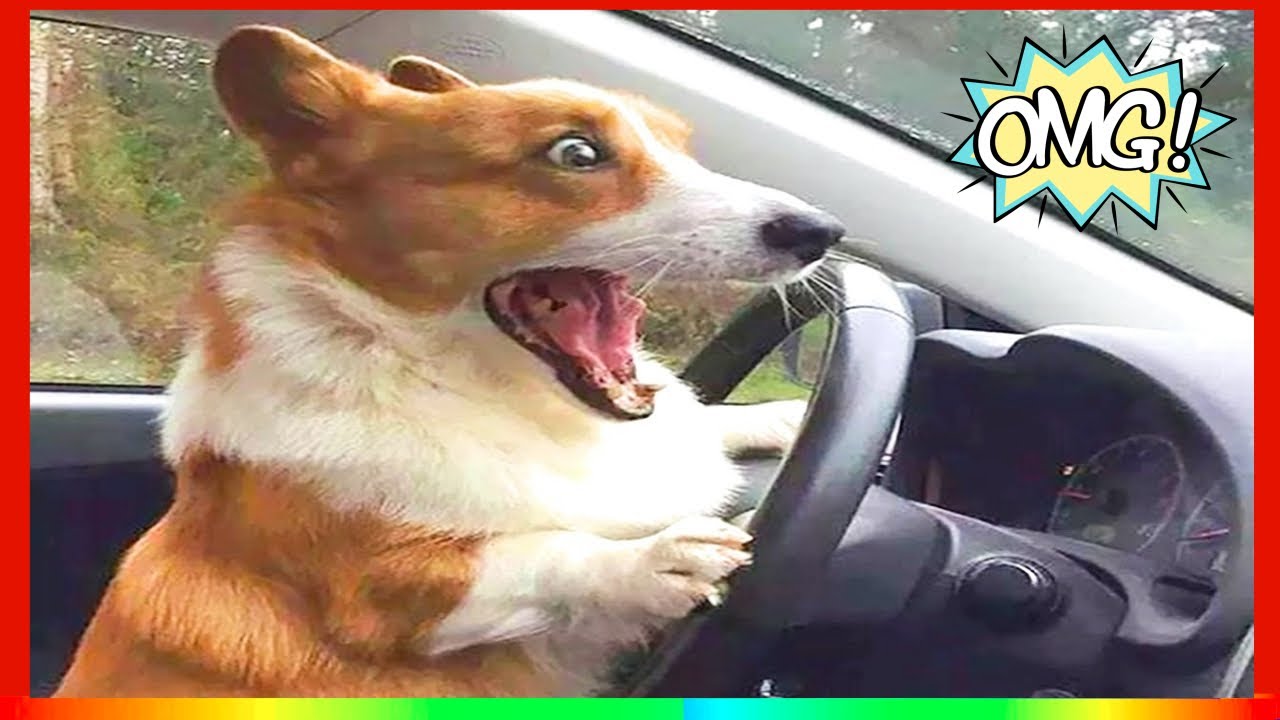 Dogs are insane | Funny Animals Compilation - YouTube