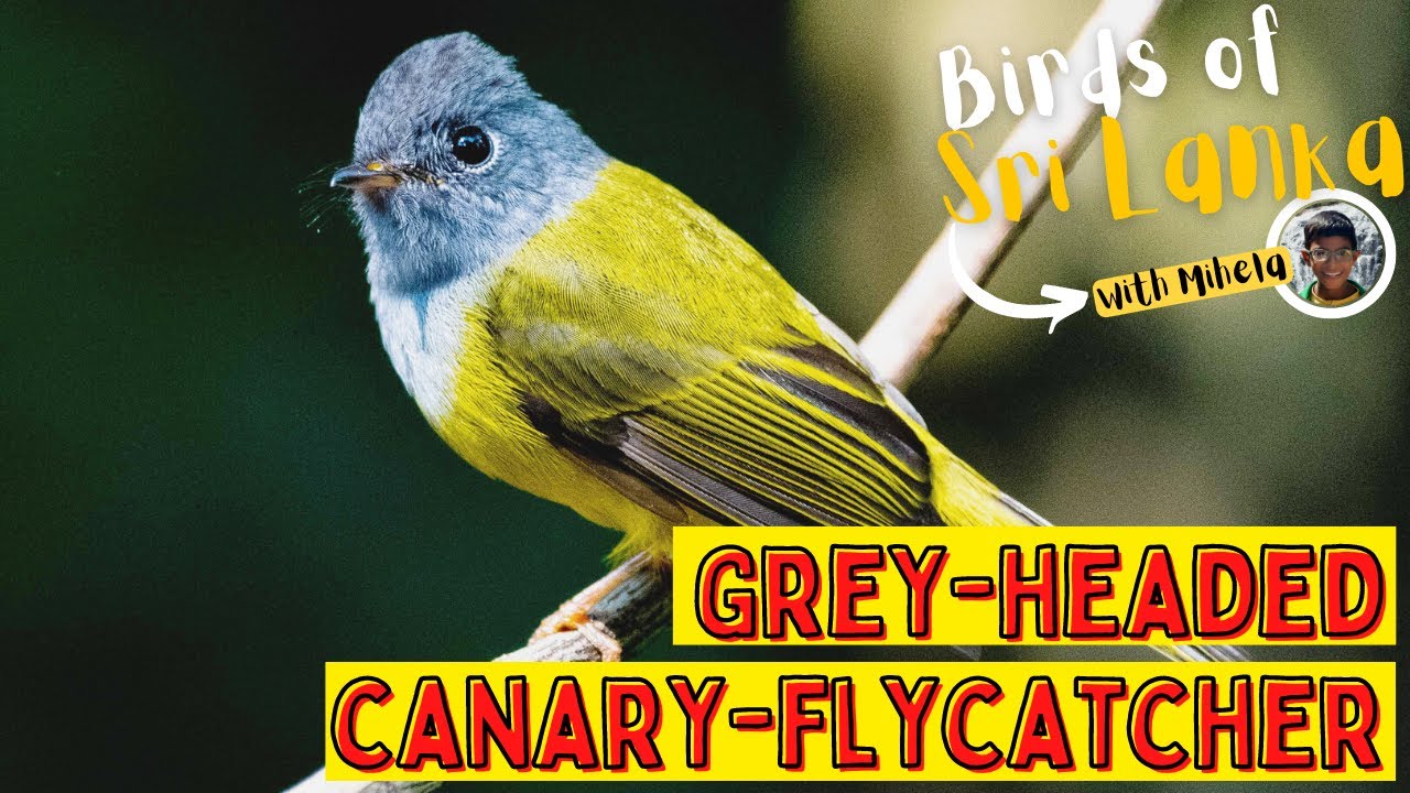 GREY-HEADED CANARY-FLYCATCHER | Birds of Sri Lanka with Mihela | Grey ...