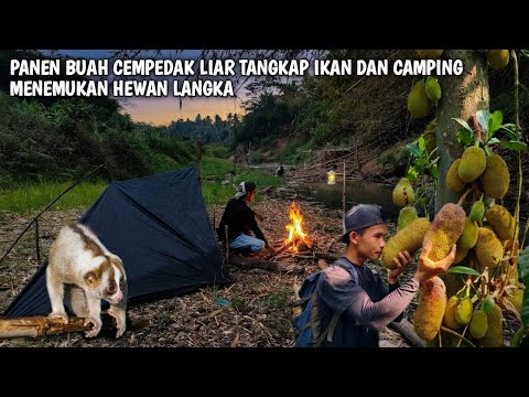 2 Hari berpetualang, panen buah cempedak liar, buah mangga hutan dan camping | KANG KUMANG 