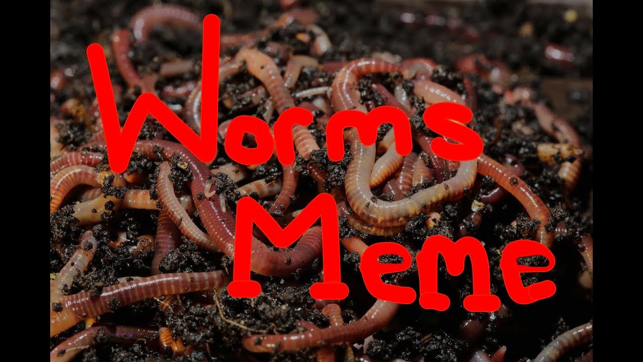 Worms Animation meme - YouTube