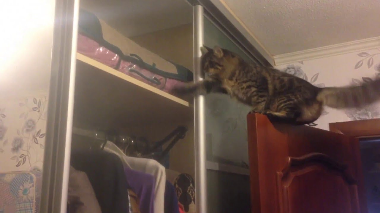 Curious Cat Fall Fail || ViralHog - YouTube