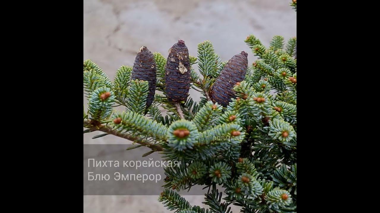 Пихта корейская Блю Эмперор - YouTube