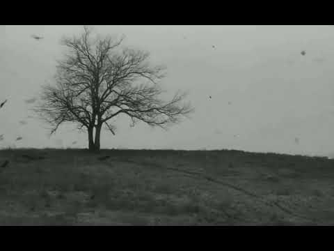 Cahit Külebi - Rüzgar