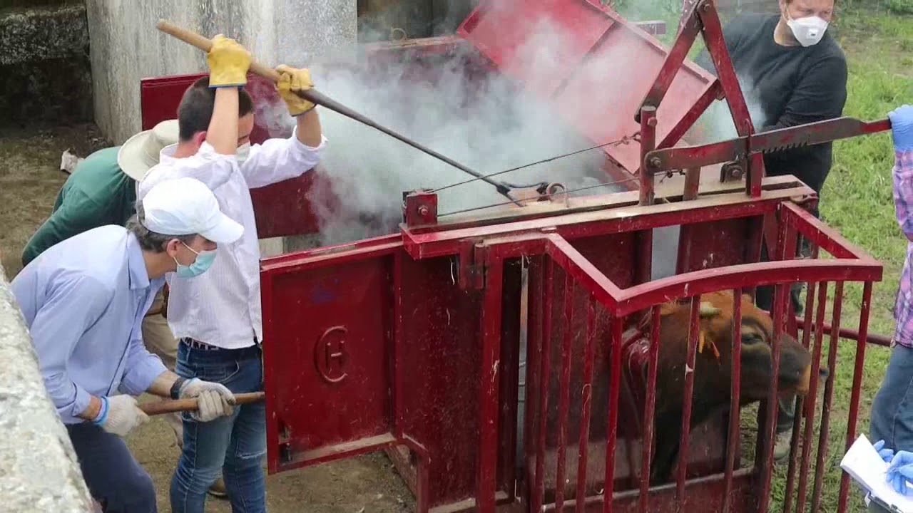 Los herraderos en ganaderías de bravo, una tradición que ni el virus ...