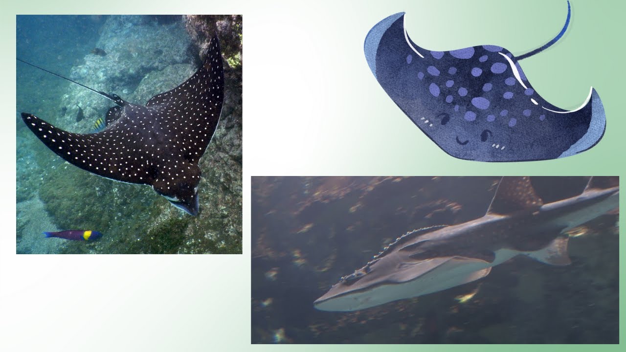 Stingrays, Manta Rays and Shark Rays - YouTube