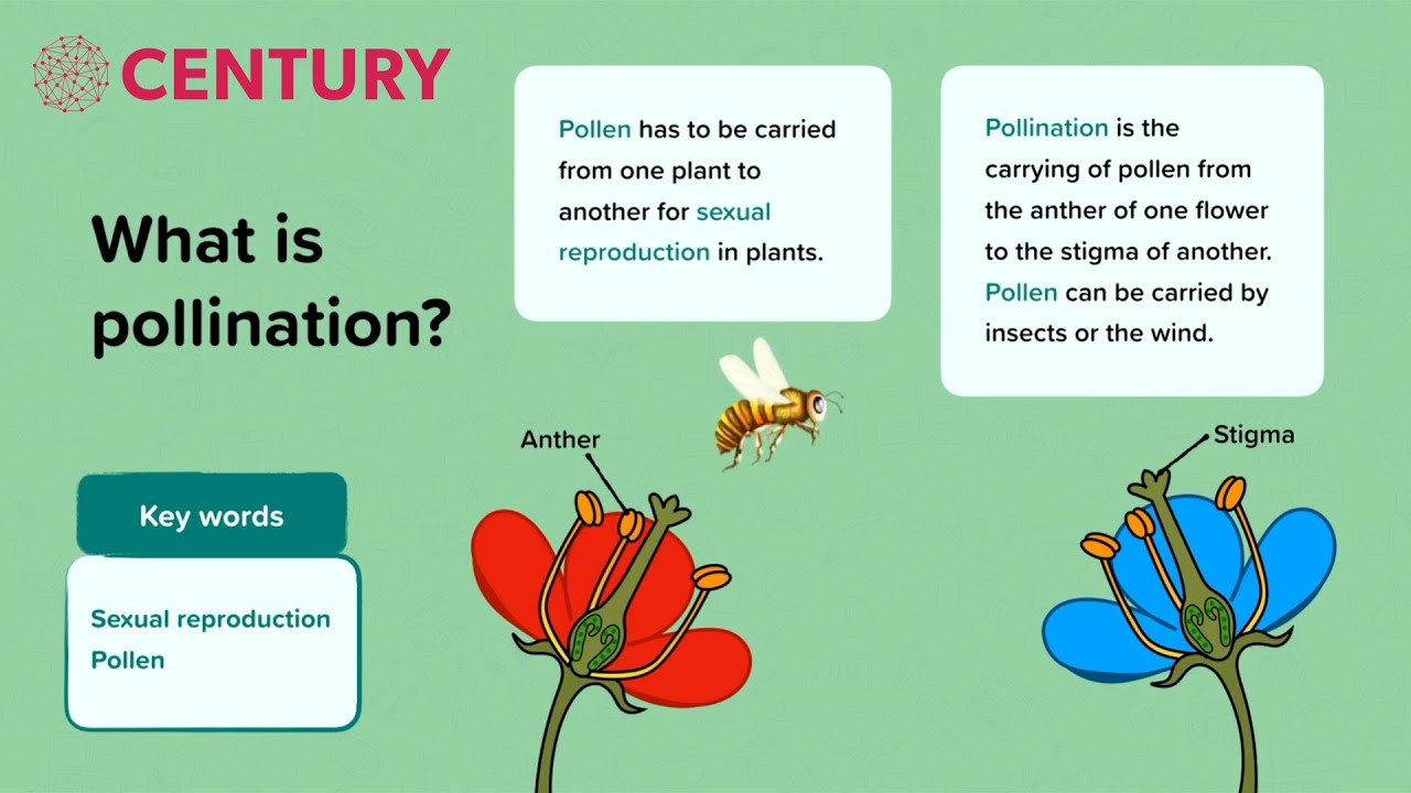 Pollination And Fertilization Pollination And Fertilisation