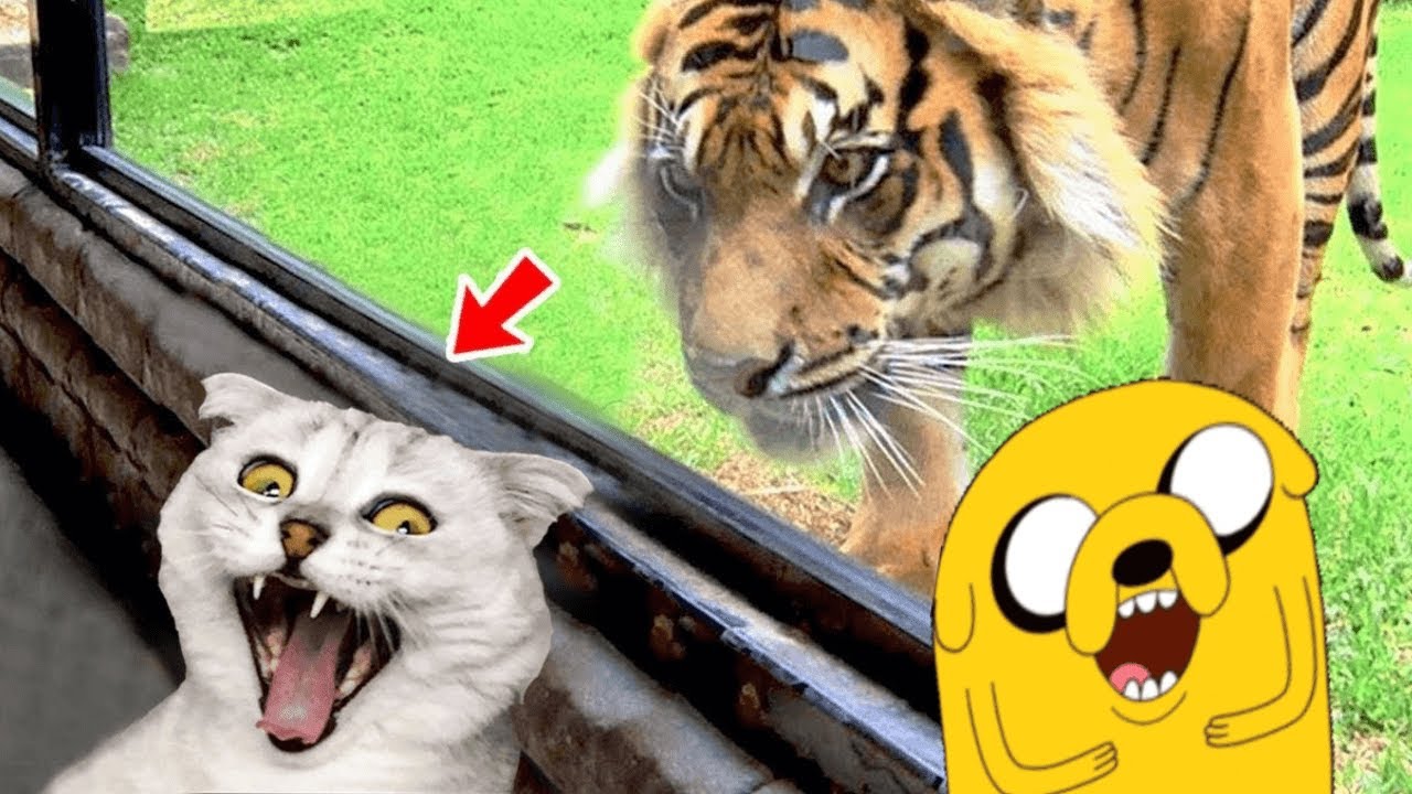 Hilarious Animals Reactions to Being Afraid 😫🤣 l Funny Video l Pets ...