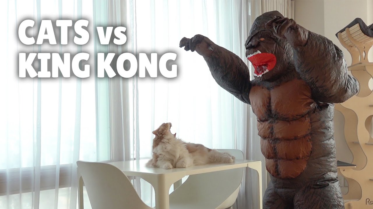 Cats vs King Kong | Kittisaurus - YouTube