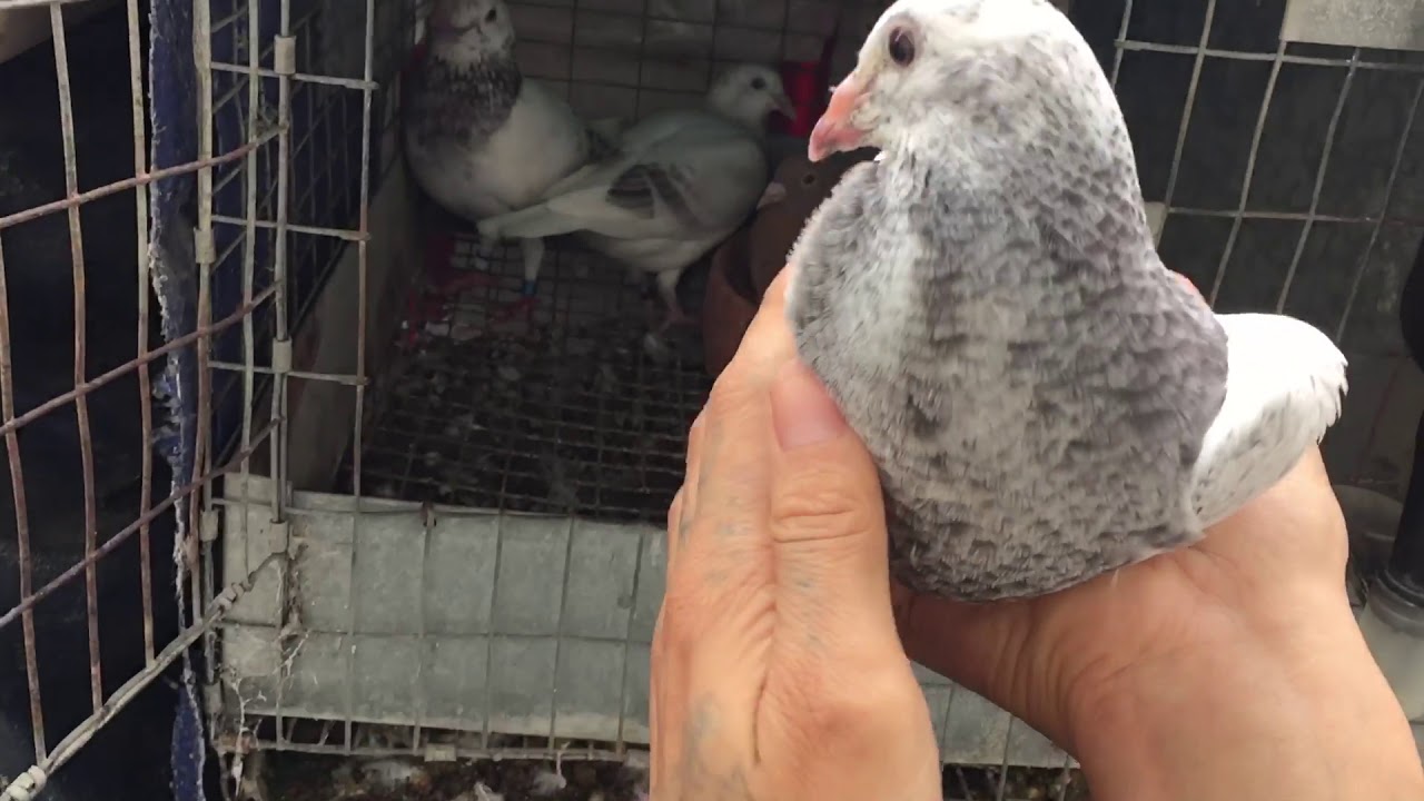 4 WEEKS OLD/RACING HOMING PIGEONS 2020 - YouTube