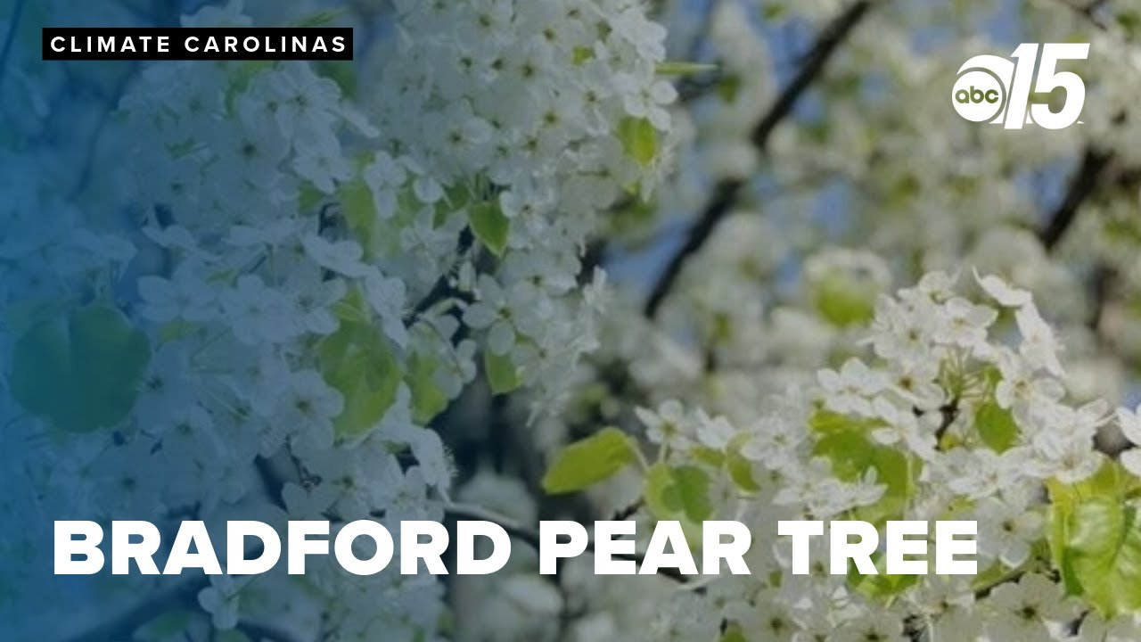 The invasive Bradford pear tree & the importance of native plants - YouTube