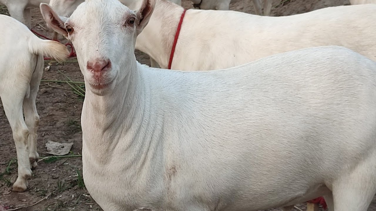 beautiful teddy rajanpuri goats - Lahore Bakra Mandi Pakistan - YouTube