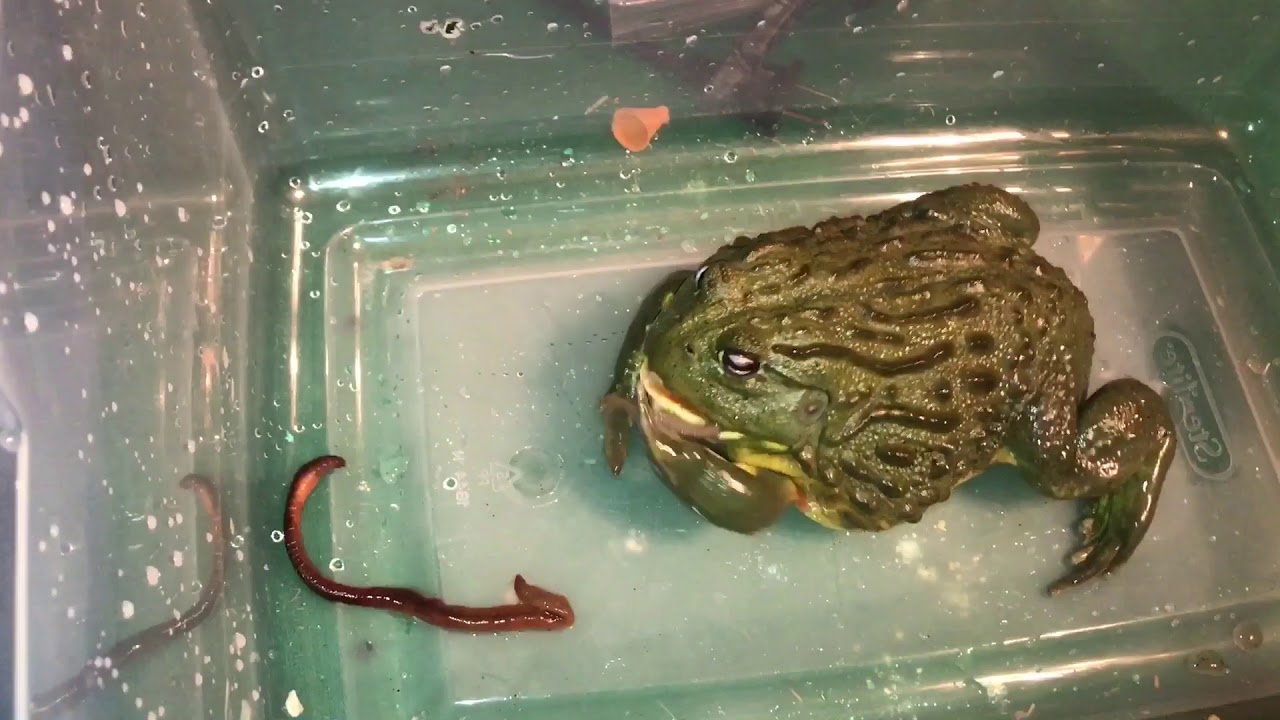 Pixie frog destroying worms - YouTube