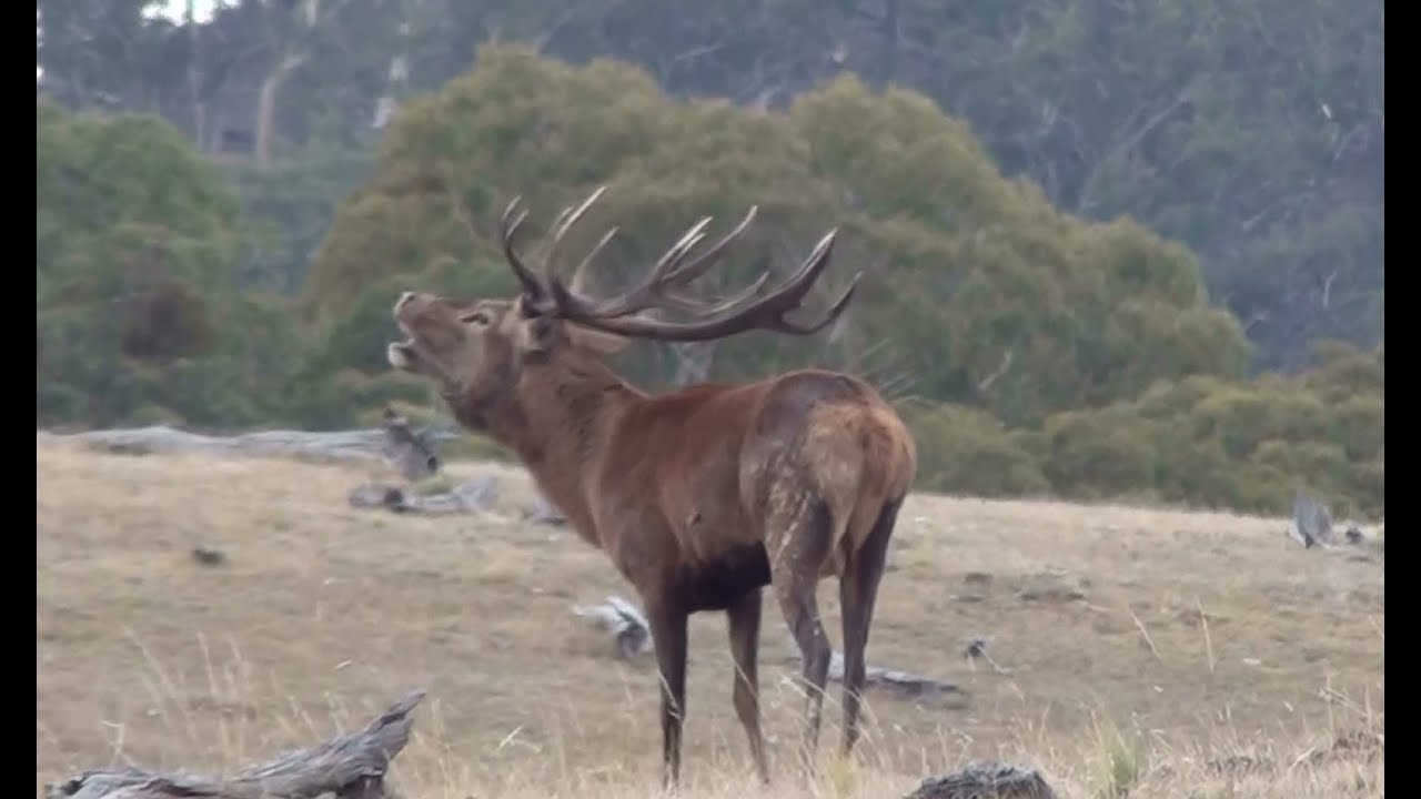 Australia Hunting Raptor Ridge Hunts 2015 - YouTube