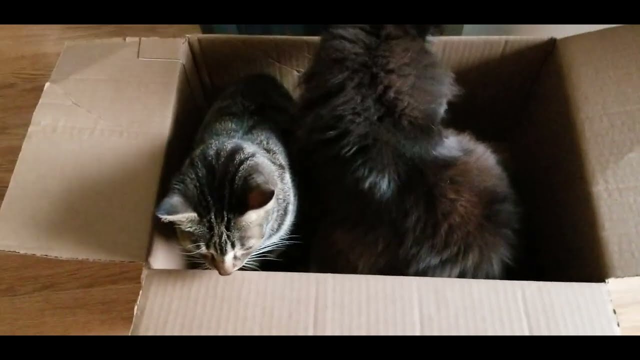 Exploring the World Inside a Box - YouTube