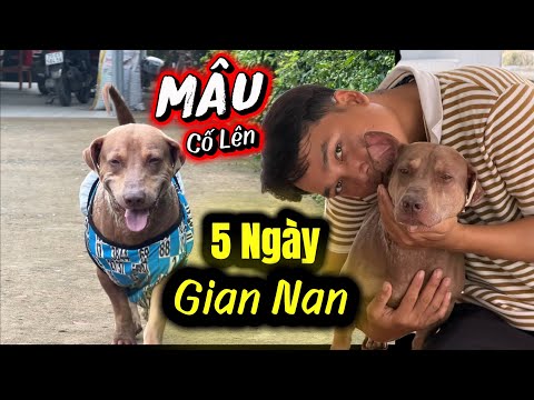 5 Stressful Days Battling Mau’s Ear Infection and Cone