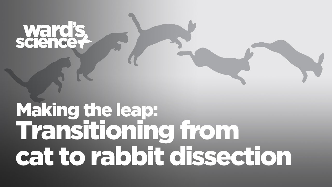 Making the Leap - Transitioning from Cat to Rabbit Dissection - YouTube