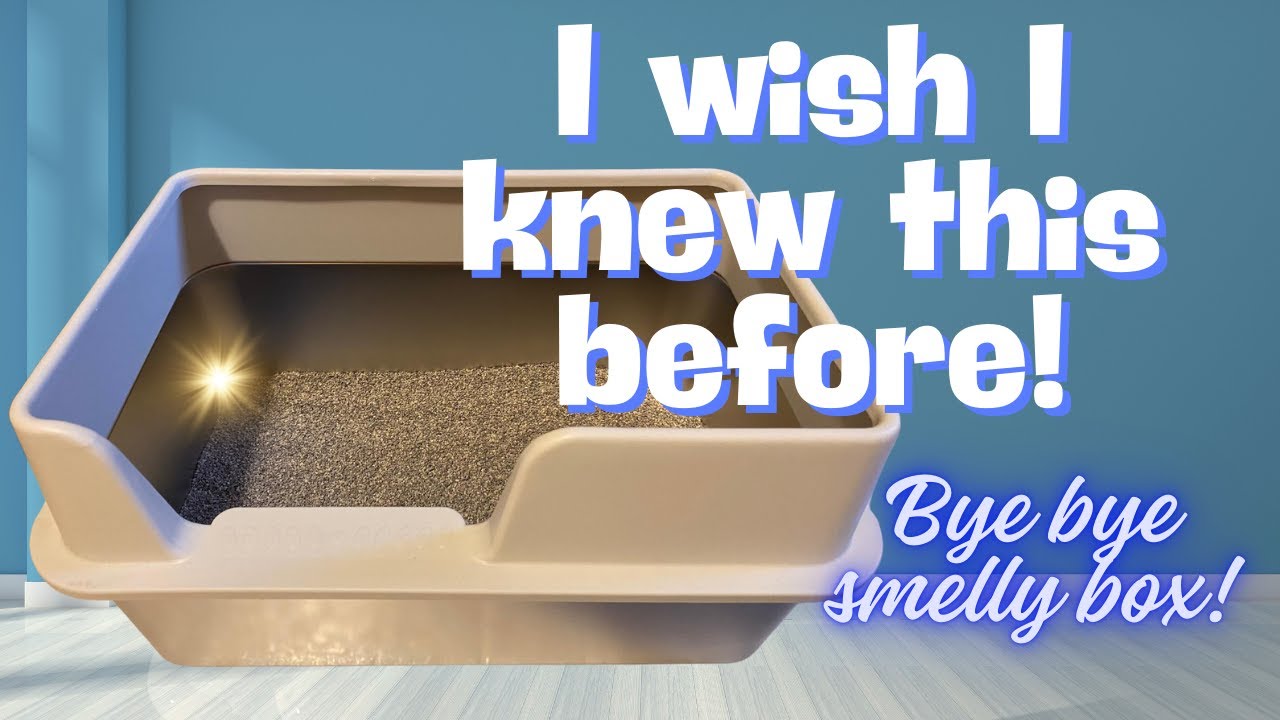 Wave Goodbye to Your Smelly Litter Box! Try These 5 Life-Saving Tips ...
