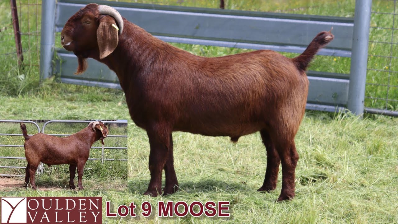 LOT 9 MOOSE NSW BOER GOAT AUCTION - YouTube