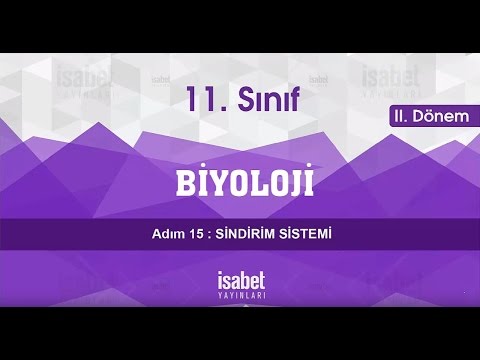 11. Sınıf Biyoloji – Ders 15 – Sindirim Sistemi 1